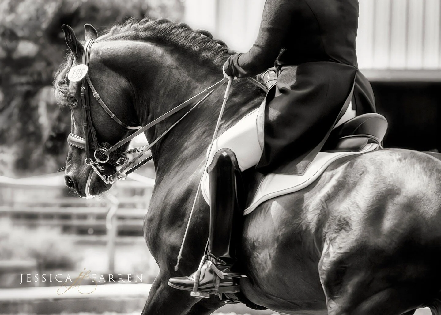 Dressage Horse Photography