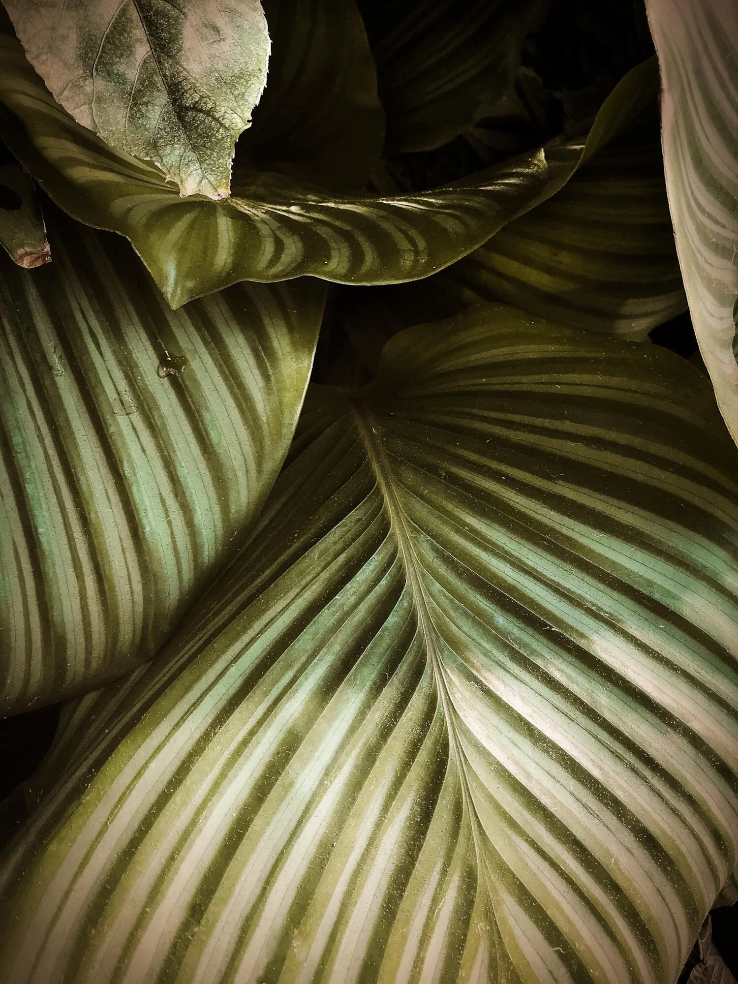 Riddikulus — Emma Baker