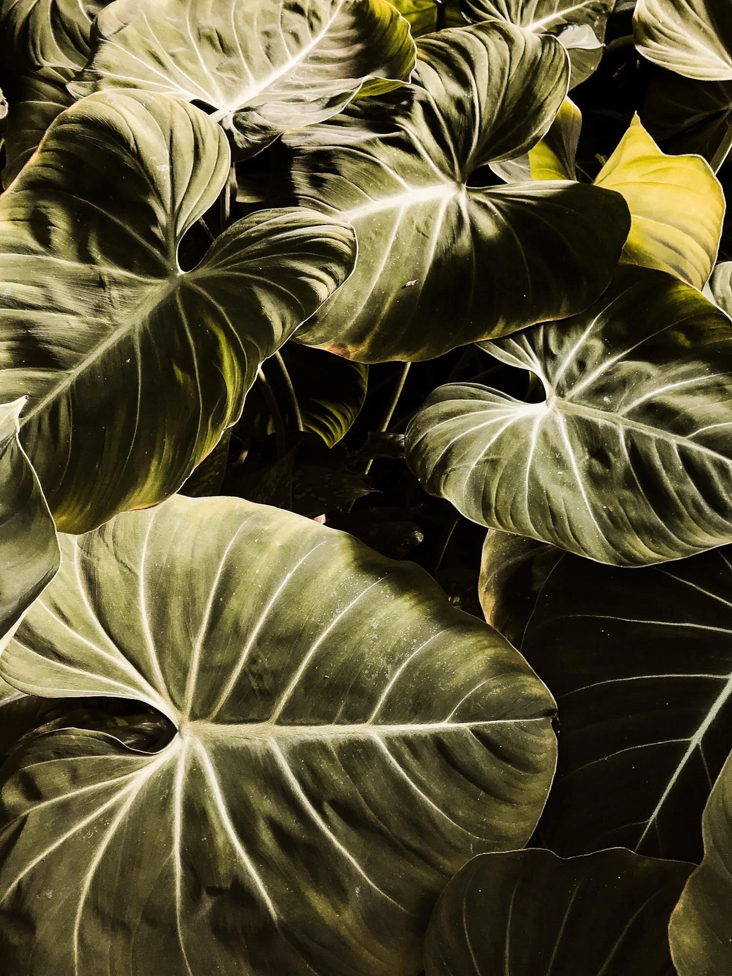 Riddikulus — Emma Baker