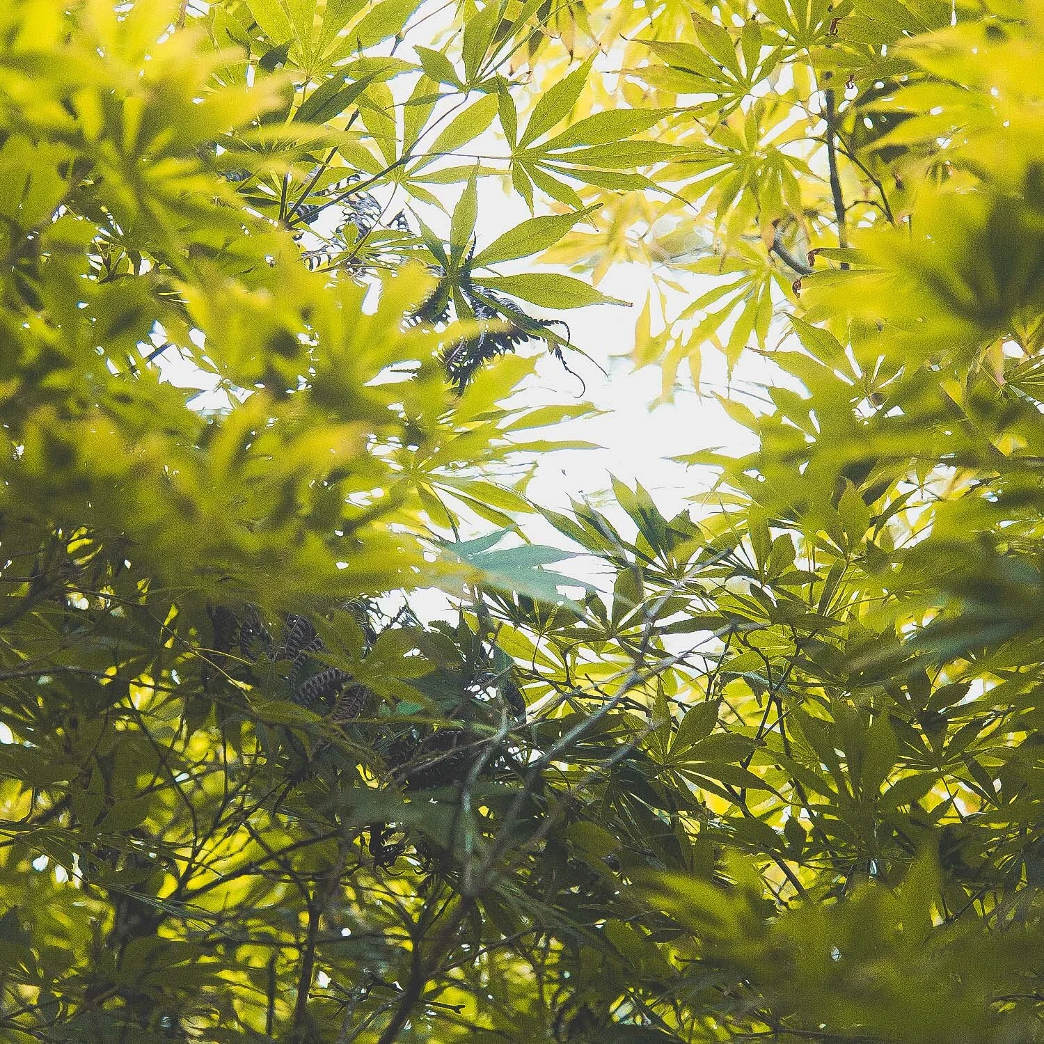 Riddikulus — Emma Baker