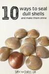 10 ways to seal shells for display around the home — Sum of their ...