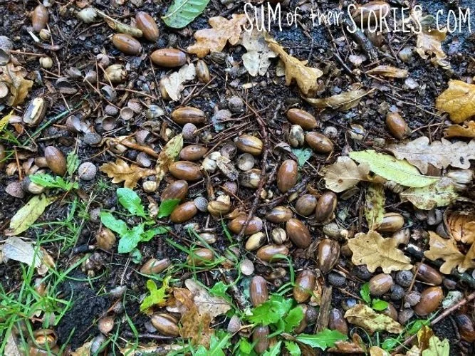 How to make felted acorns — Sum of their Stories Craft Blog