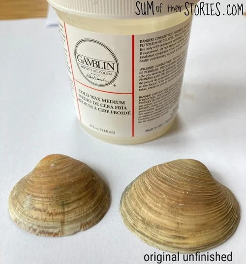 10 ways to seal shells for display around the home — Sum of their ...