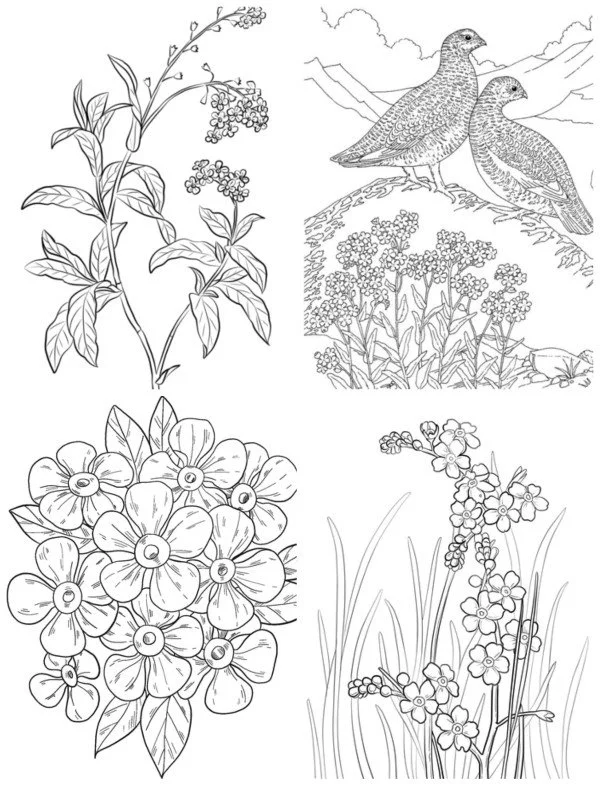 Beautiful Forget Me Not Crafts — Sum of their Stories Craft Blog