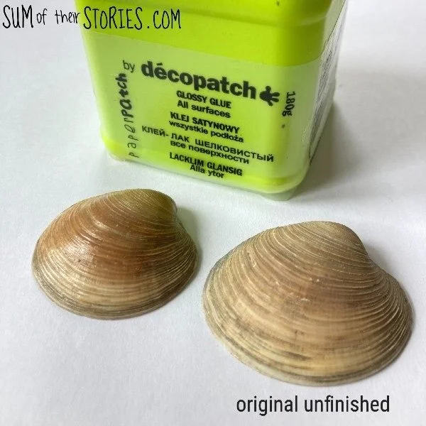 10 ways to seal shells for display around the home — Sum of their ...