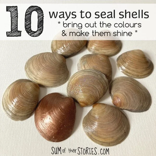 10 ways to seal shells for display around the home — Sum of their Stories Craft Blog