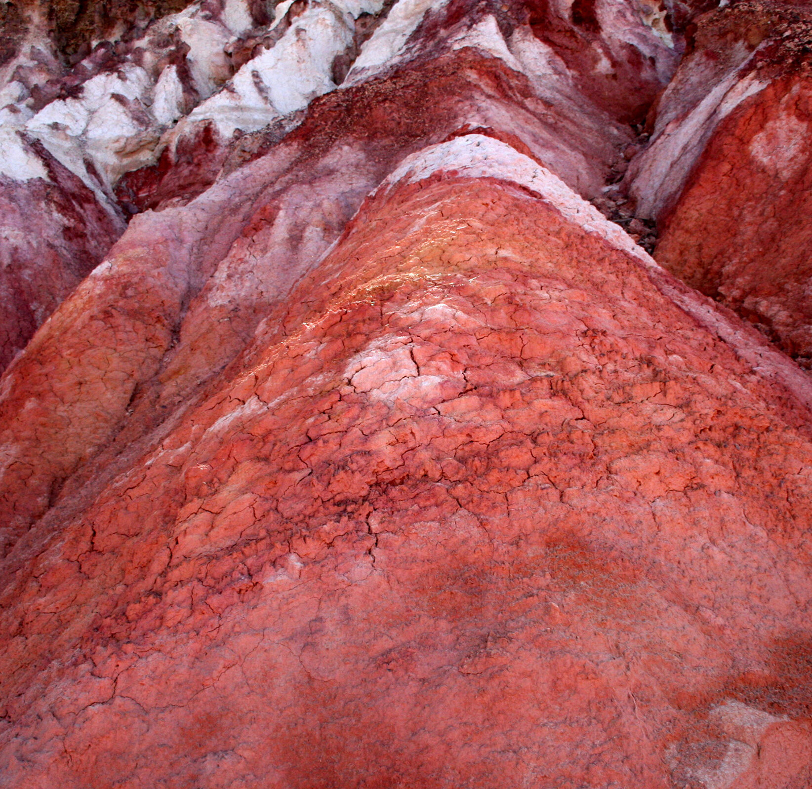 INDIA FLINT botanical alchemist — WILD PIGMENT PROJECT