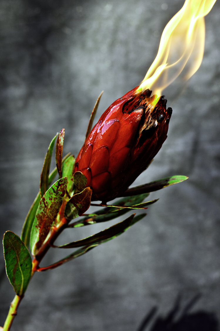 RANSOM ASHLEY - Fashion and Fine Art Photographer based in Austin, Texas