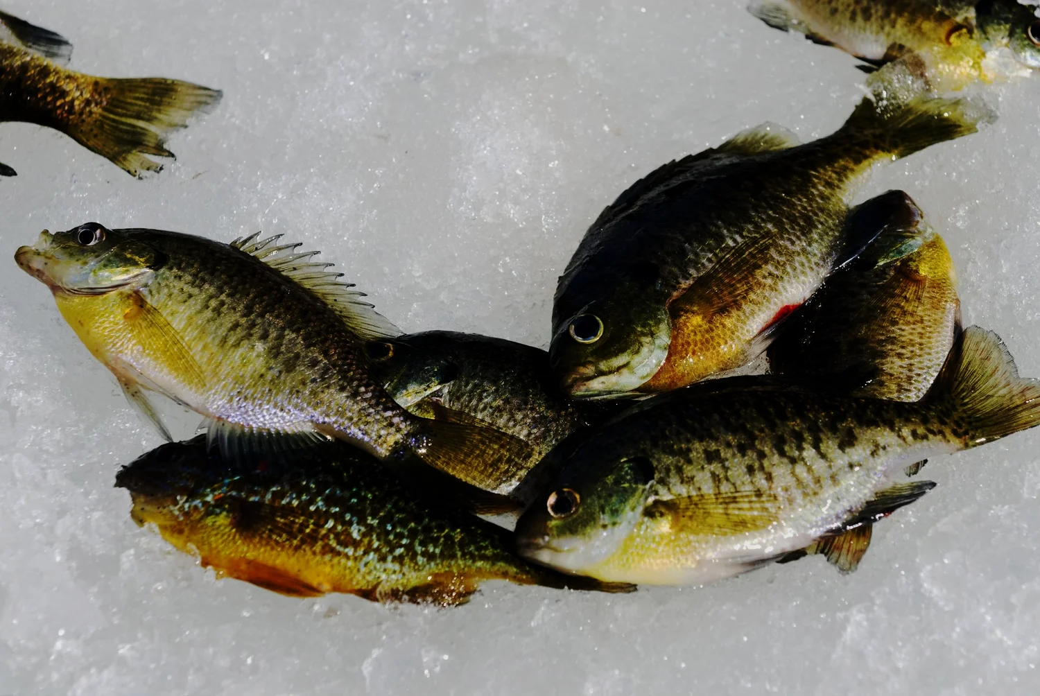 Lake Facts — Prior Lake Association