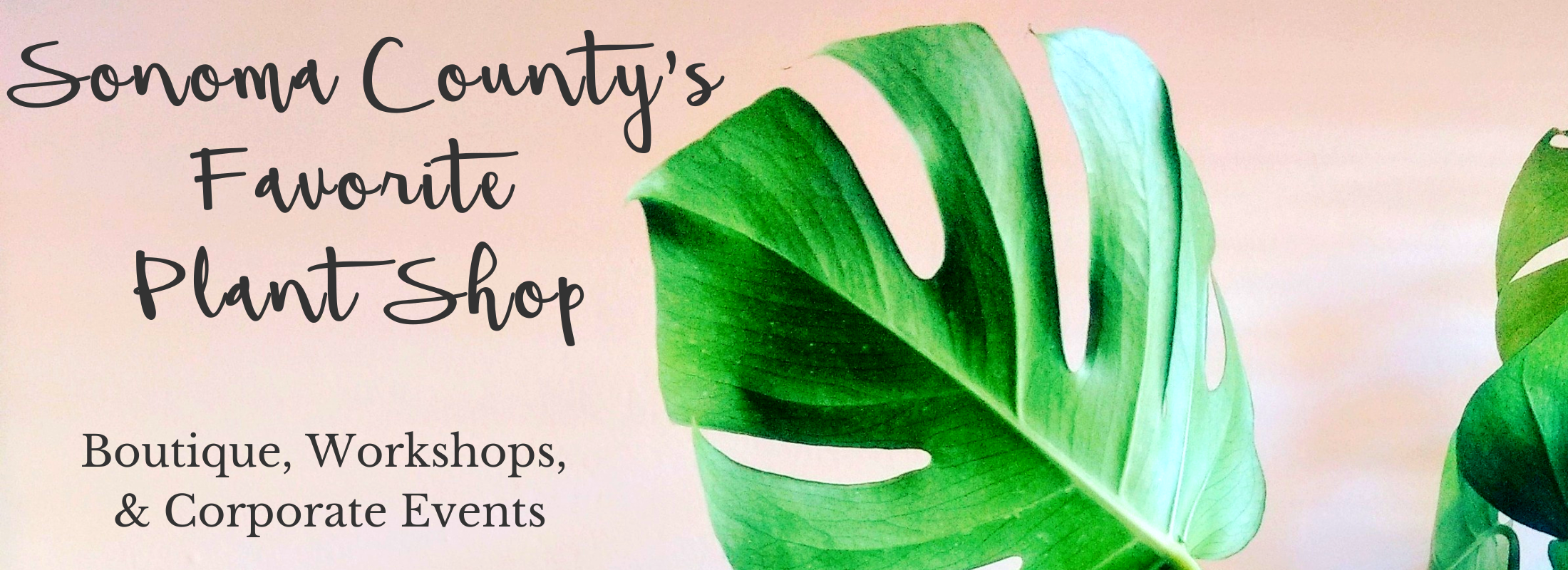 Plant Boutique and Succulent Workshops Petaluma