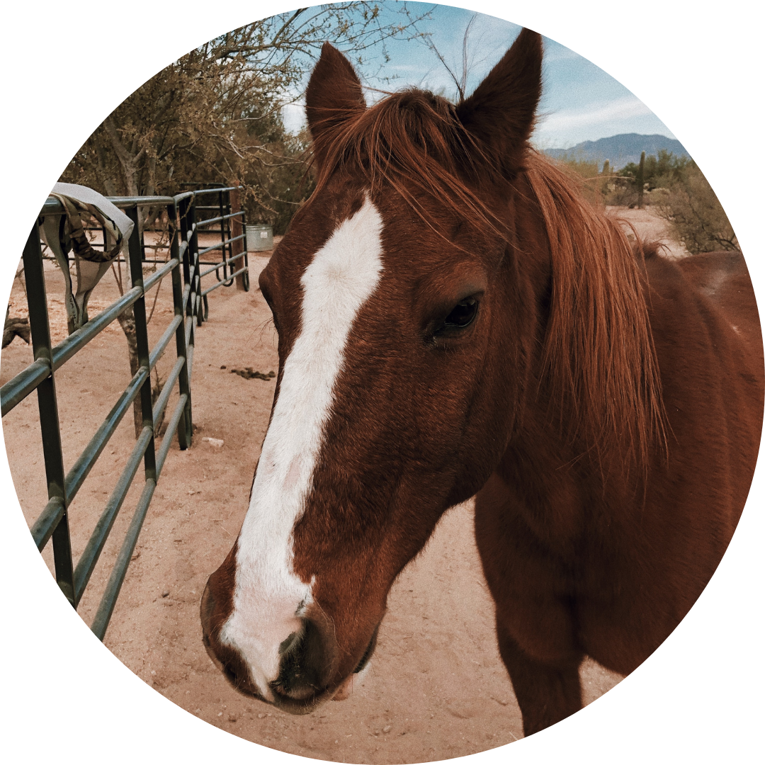Meet Our Rescues — Karuna Horse Rescue