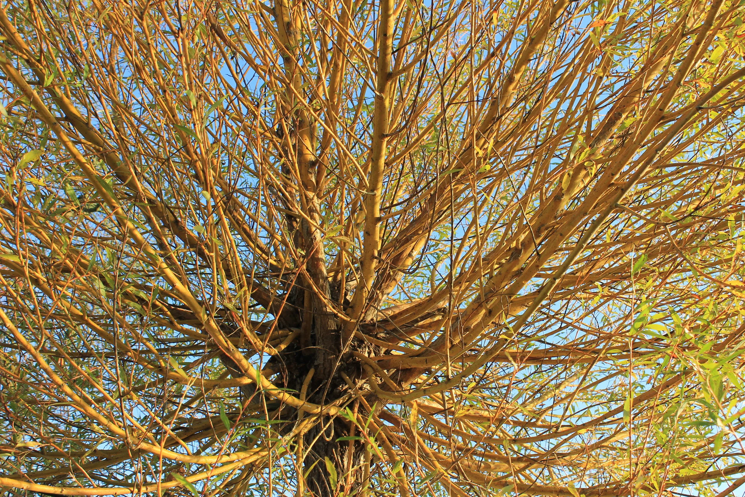 Discover the Pollards of the Gwent Levels — Living Levels