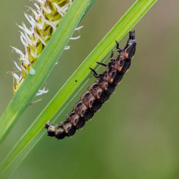 June - Glow-worm — Living Levels