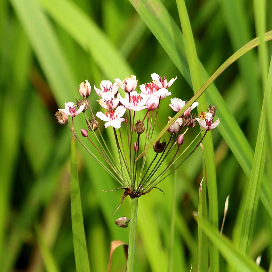 July - Flowering Rush — Living Levels
