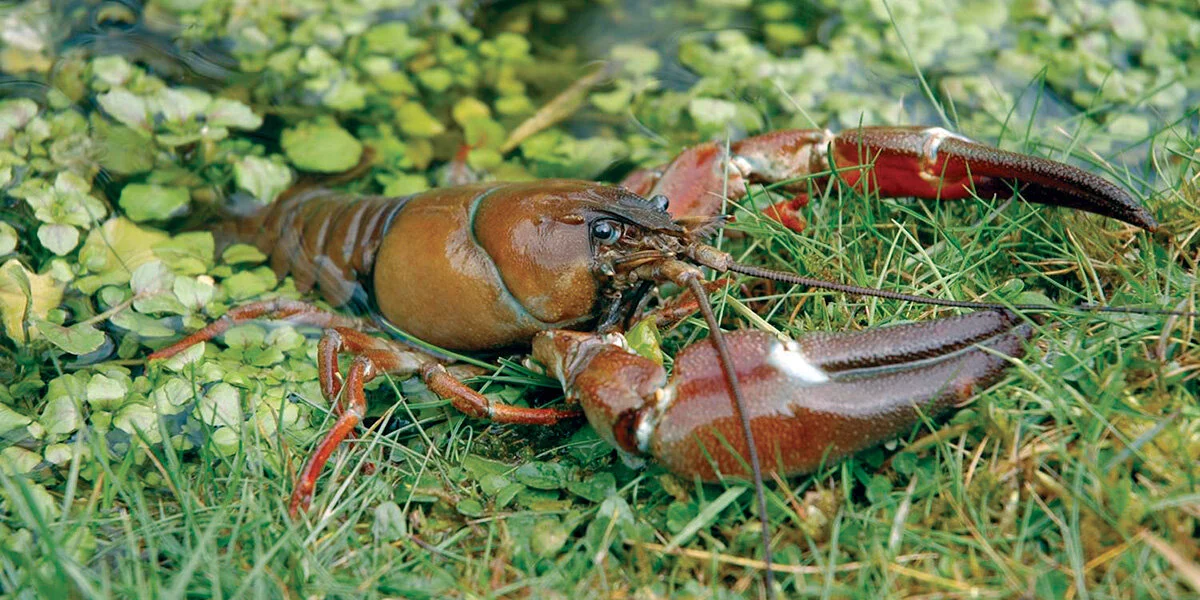 Signal crayfish — Living Levels