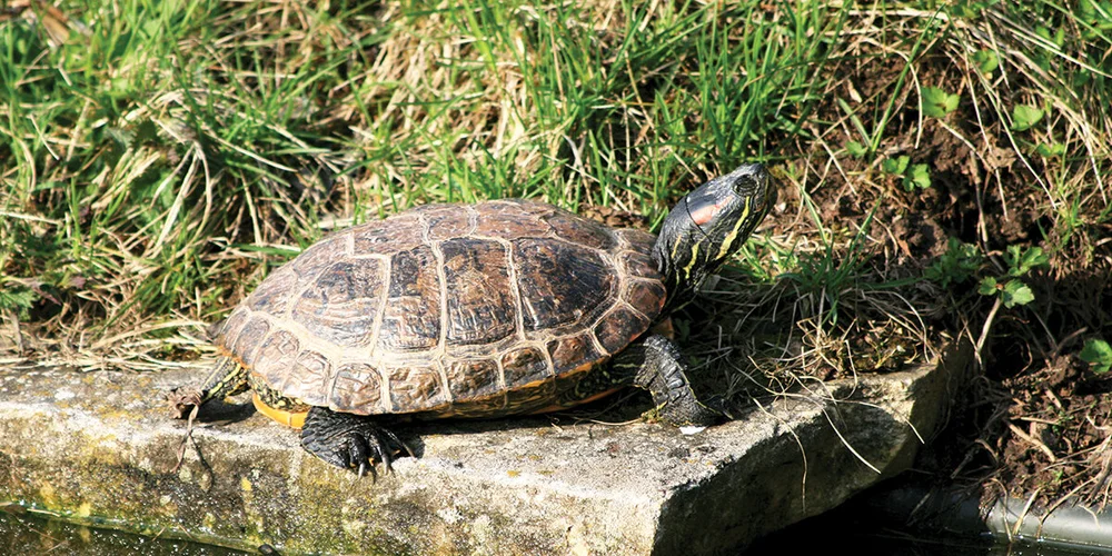 Red-eared terrapin — Living Levels