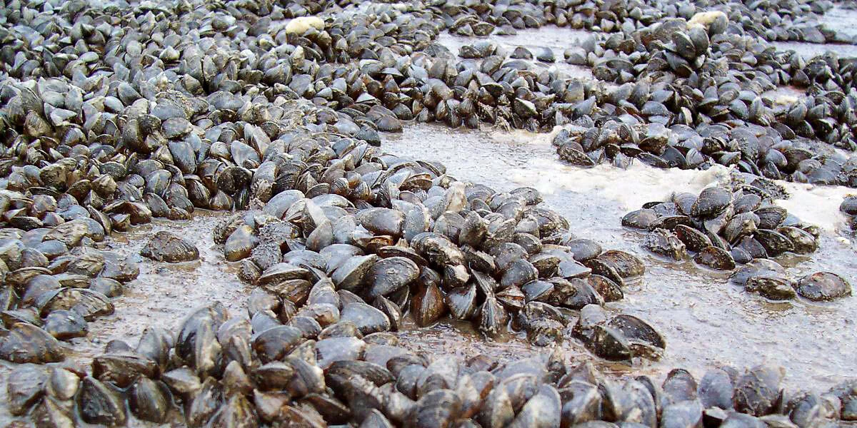 Zebra mussel — Living Levels