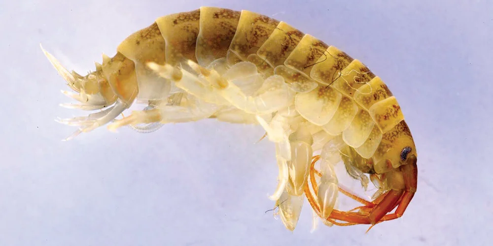 Demon shrimp — Living Levels
