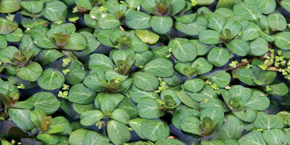 Water primrose — Living Levels
