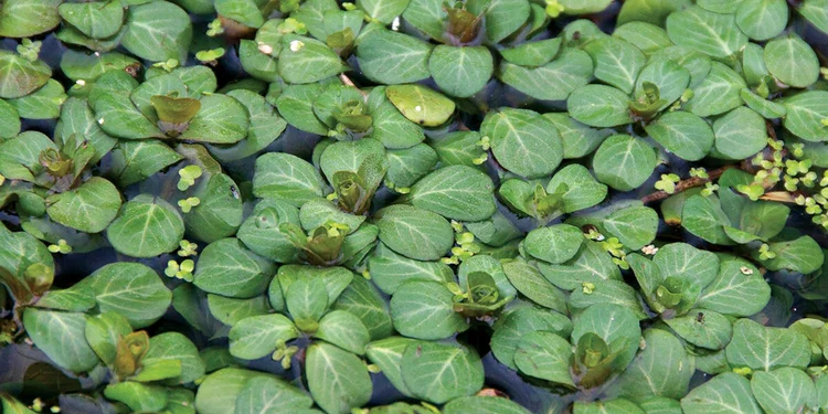 Water primrose — Living Levels