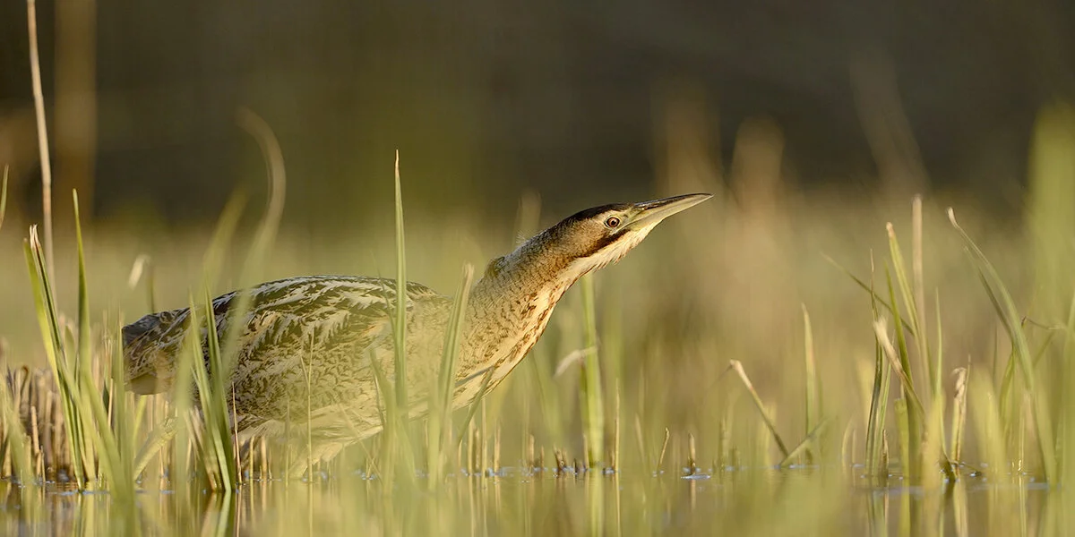 The Booming Bittern — Living Levels