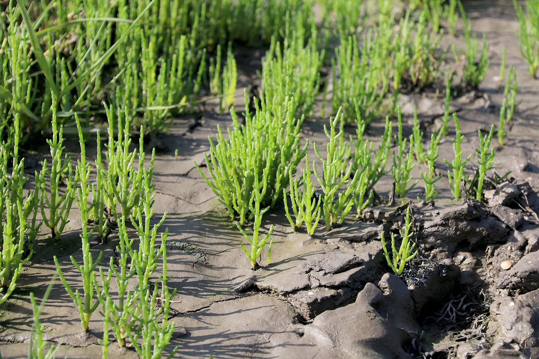Saltmarsh — Living Levels