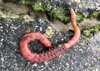 The Severn Estuary — Living Levels