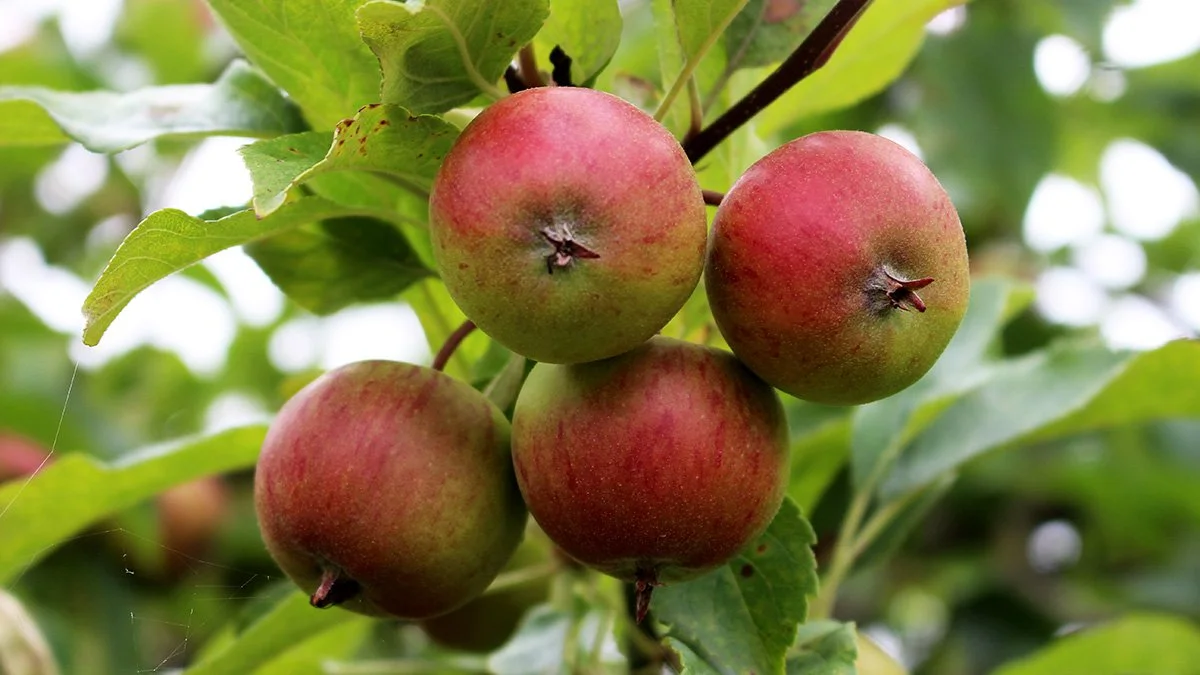 Traditional orchards — Living Levels