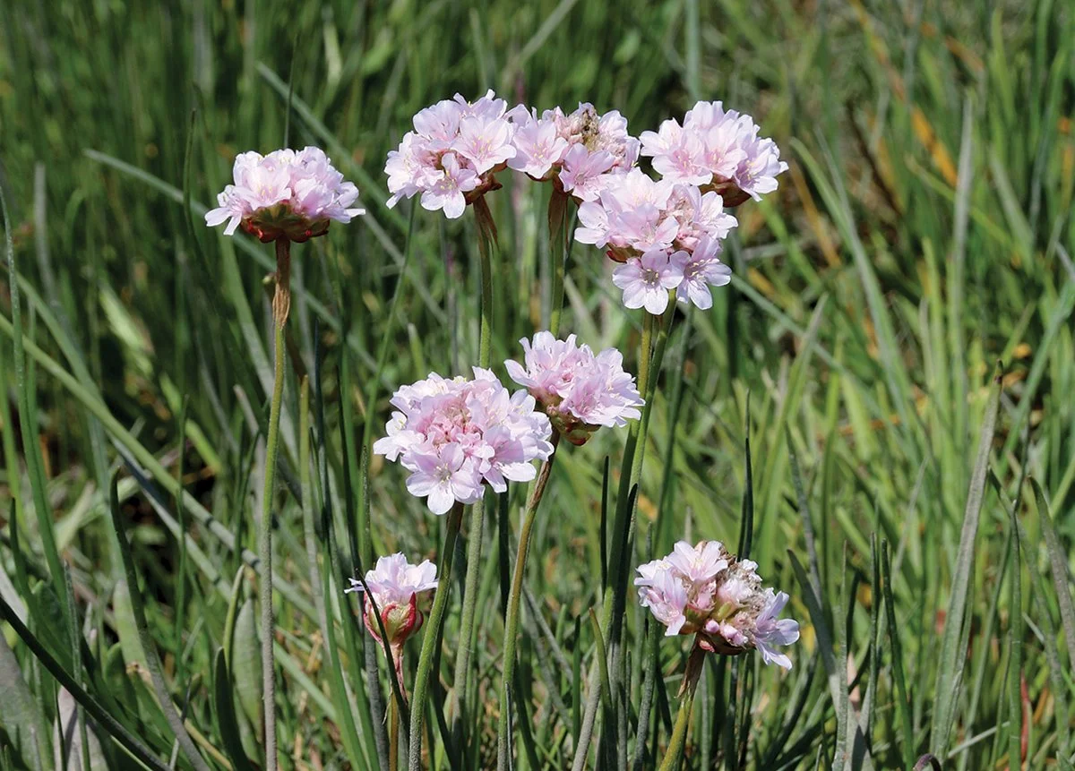 Saltmarsh — Living Levels