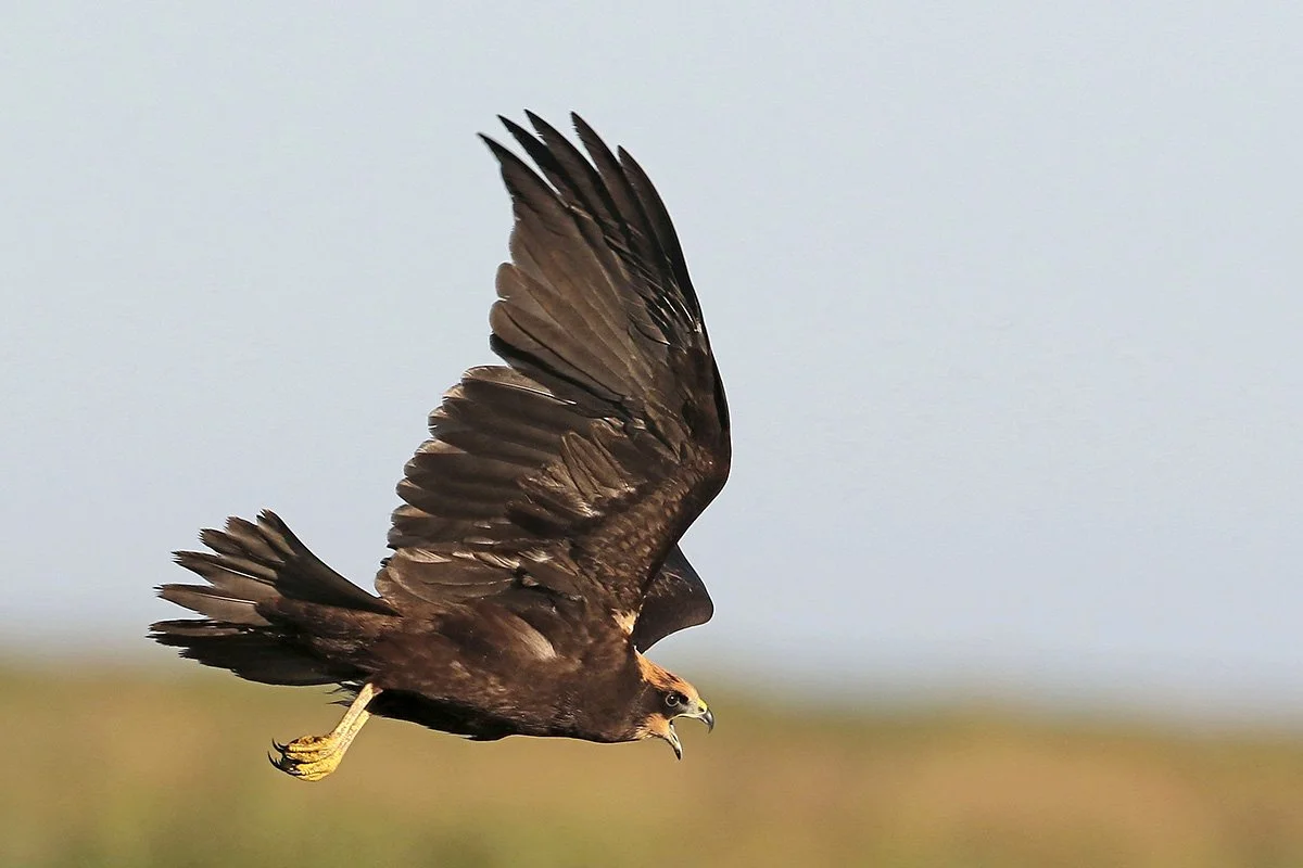 Marsh Harrier — Living Levels