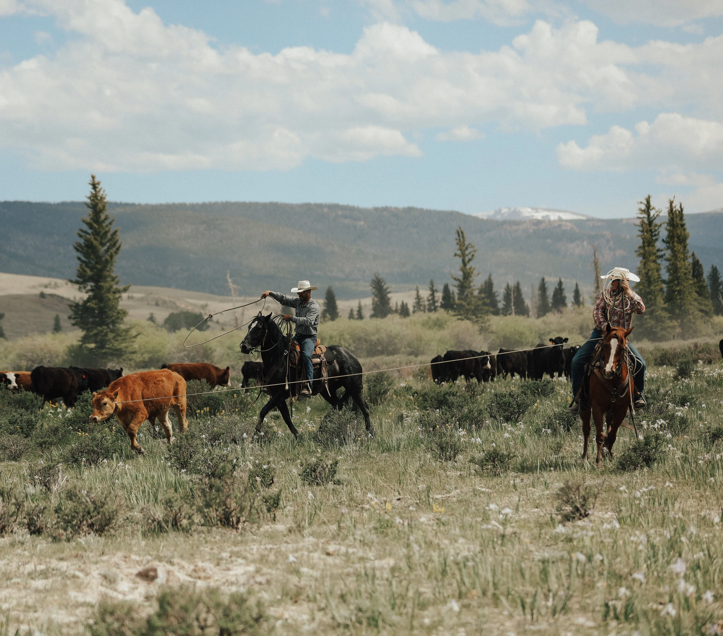Lonetree Ranch