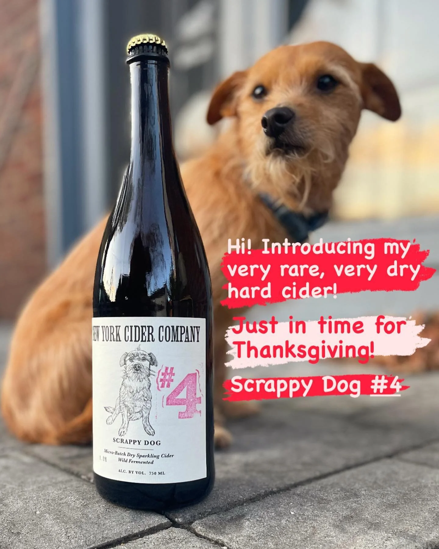 Where To Find Us — New York Cider Company