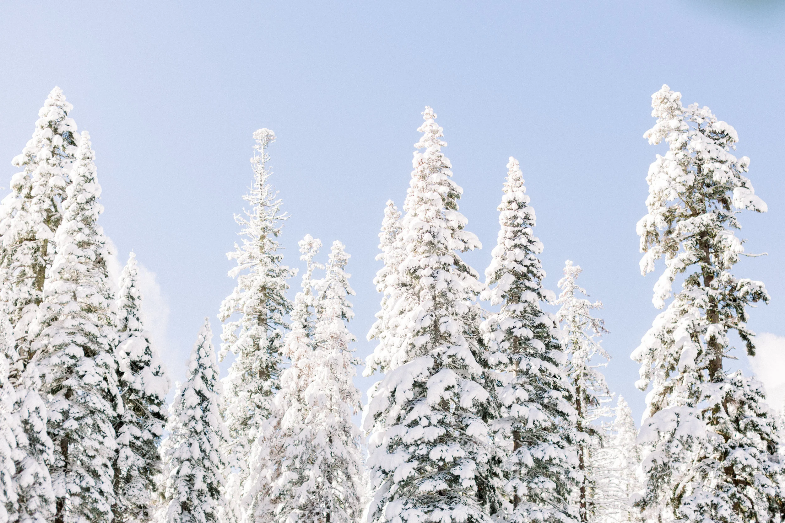 Butte Meadows Christmas Adventure 2018 - Chico Photographer