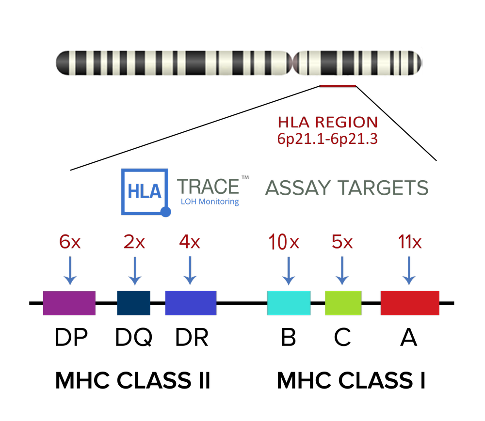 HLA LOH Monitoring — JETA Molecular