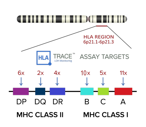 HLA LOH Monitoring — JETA Molecular