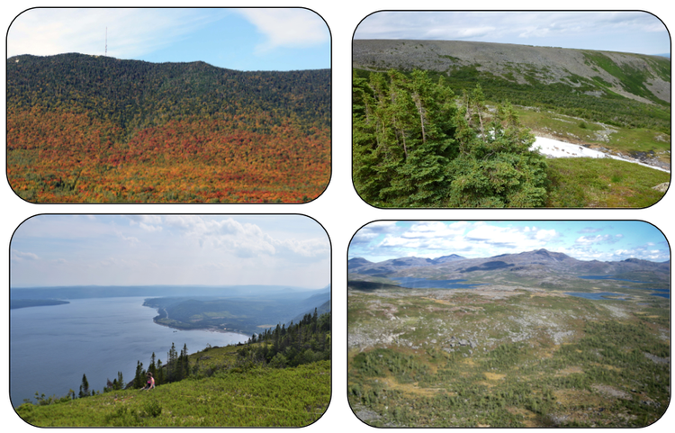 The shifting states of alpine treelines in Canada — ACC Archived Blog