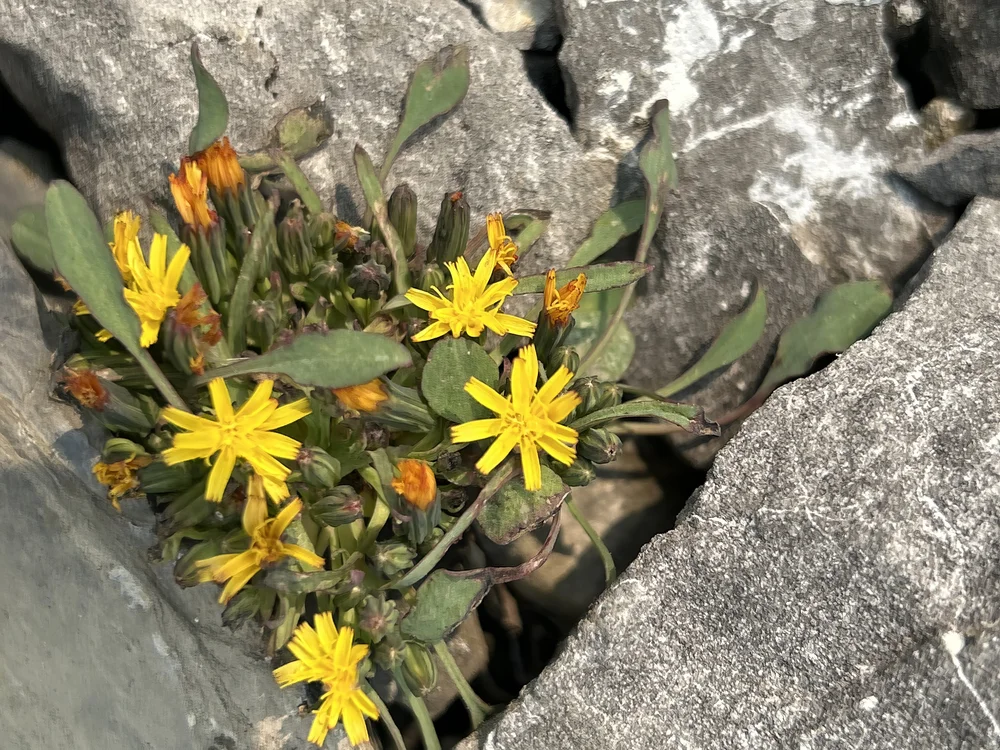 Get involved in citizen science at the GMC — ACC Archived Blog