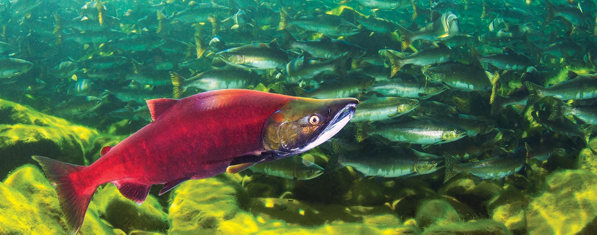 Salmon — LONG LIVE THE COAST