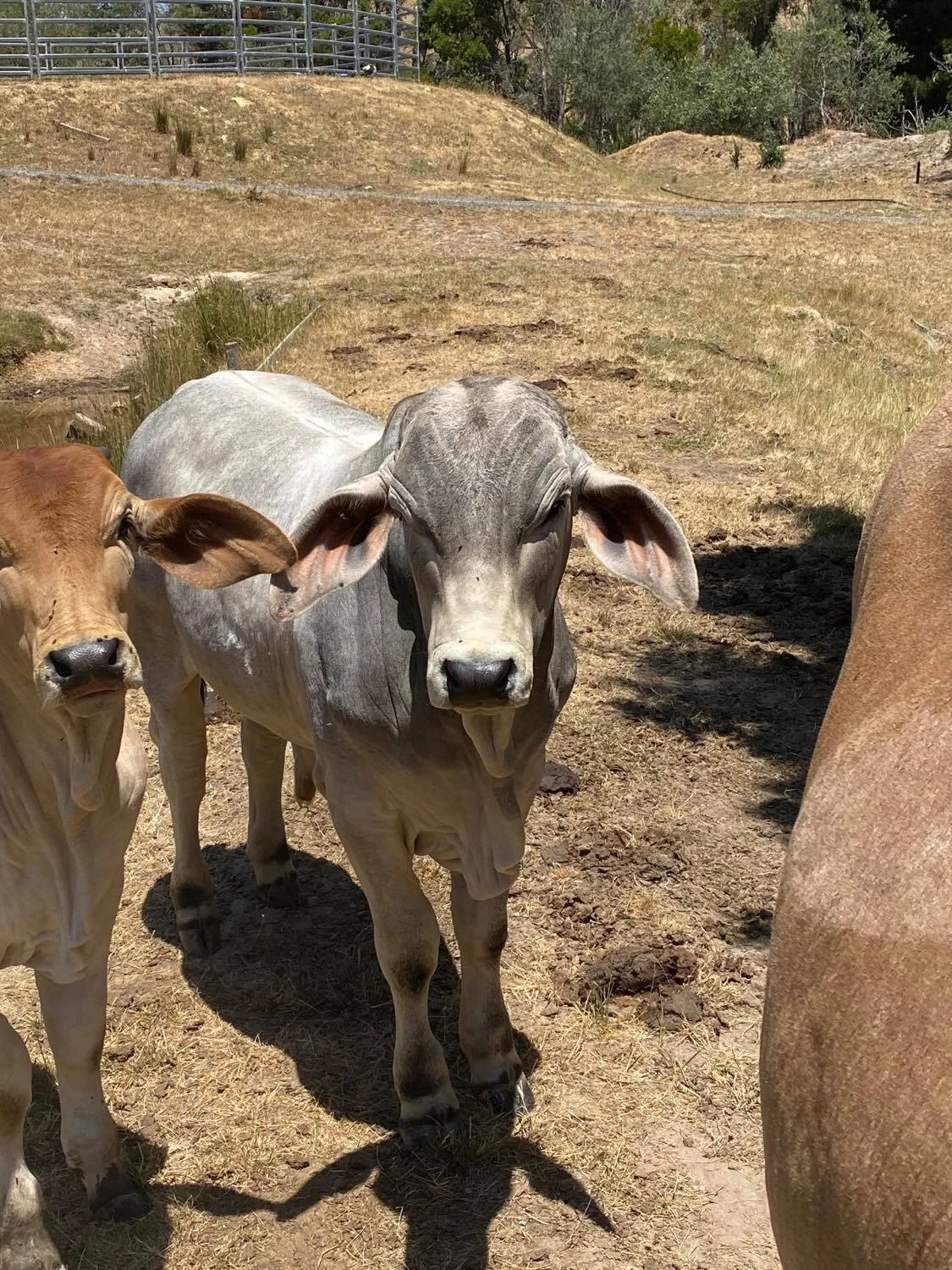 Brahman Cattle — Lording Estate