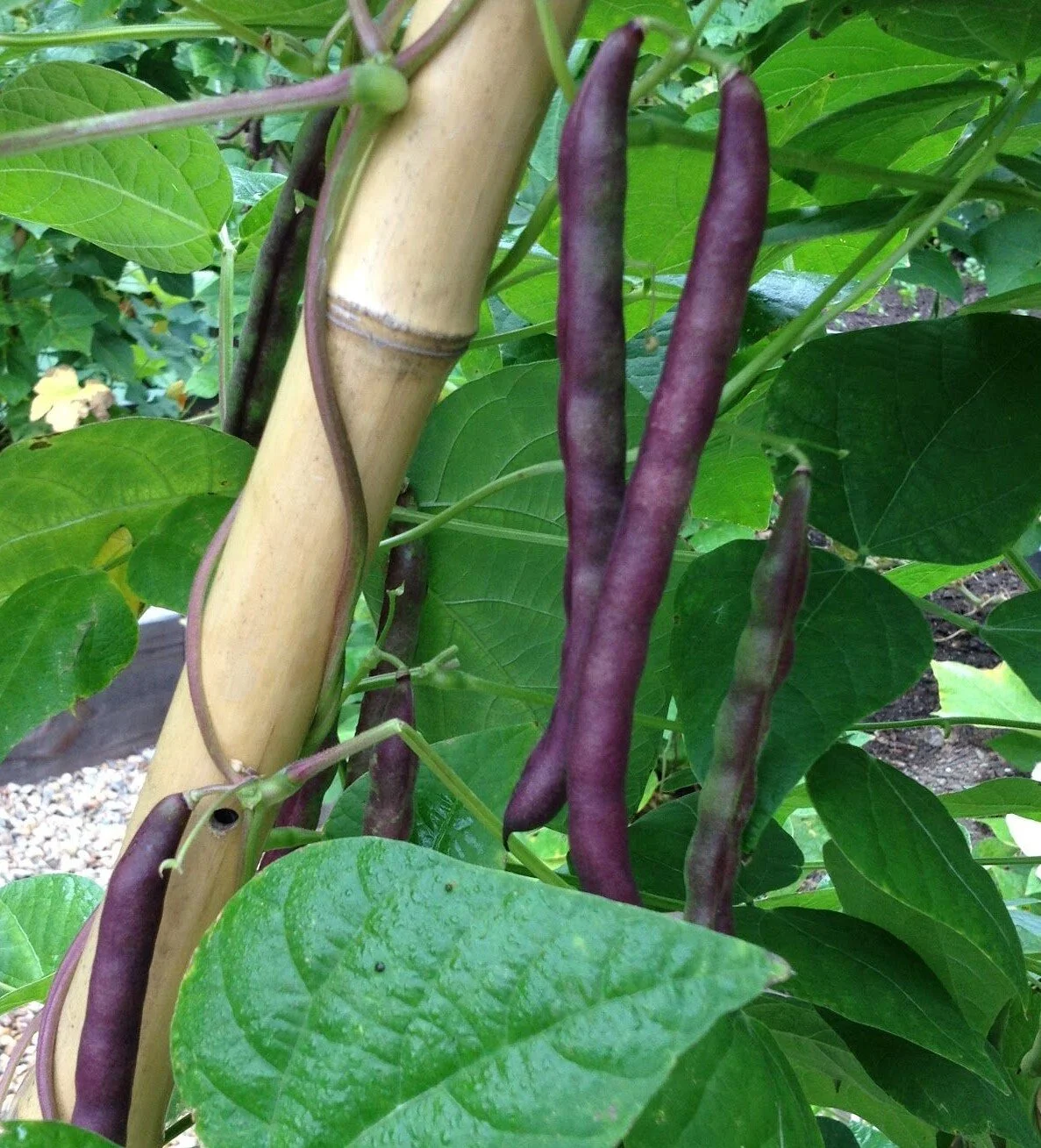 Black Bean Plant