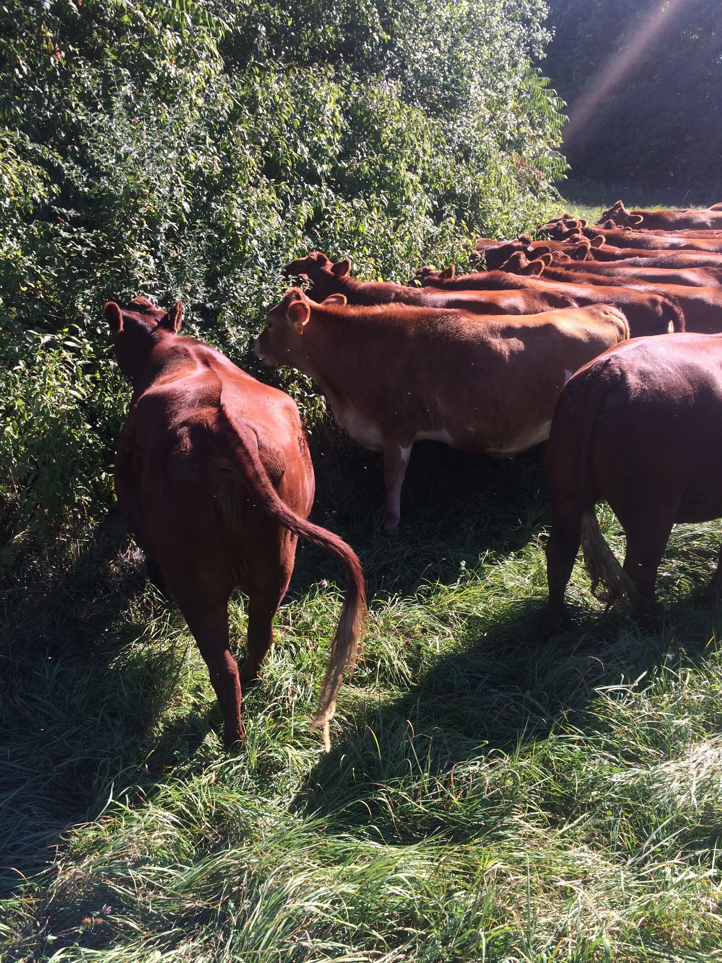 Our Food — Bread and Butter Farm