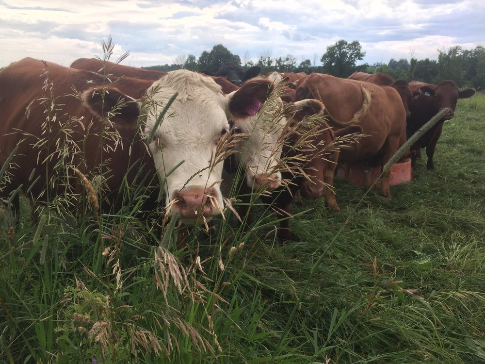 Our Food — Bread and Butter Farm