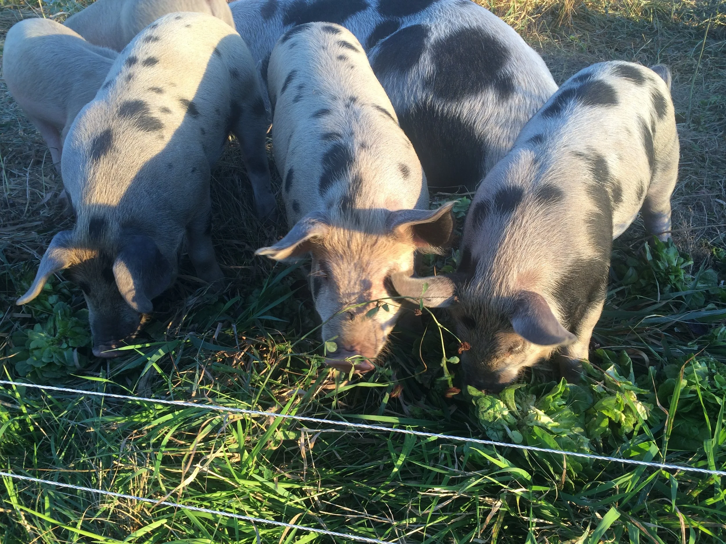 Our Food — Bread and Butter Farm