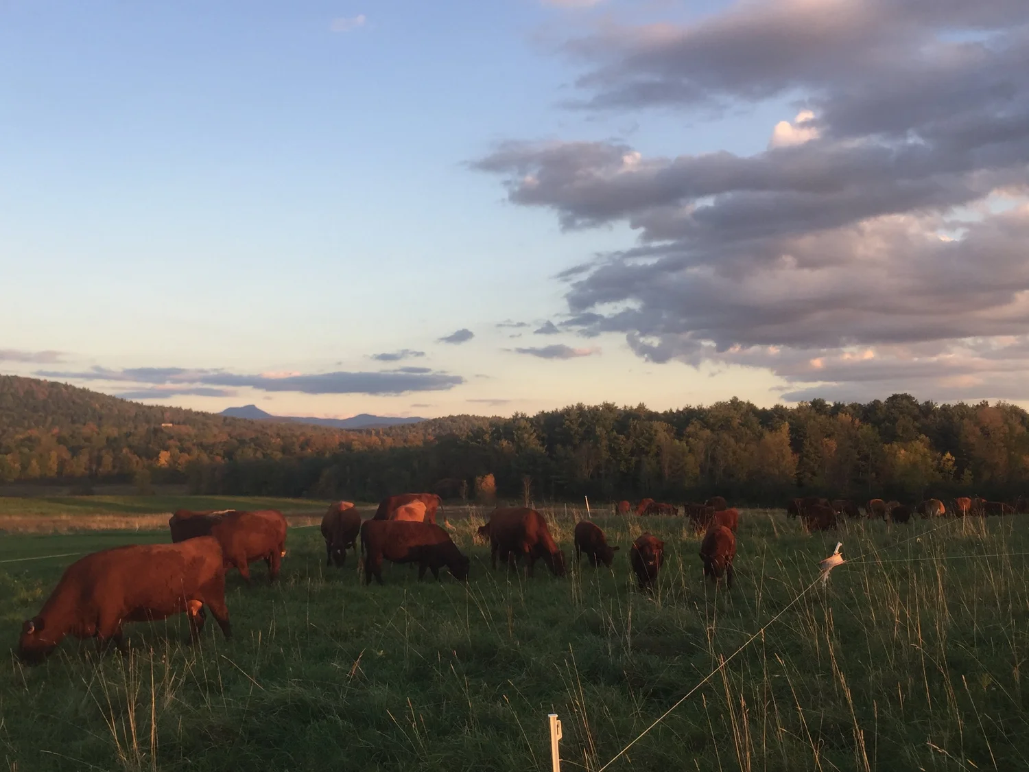 Our Food — Bread and Butter Farm
