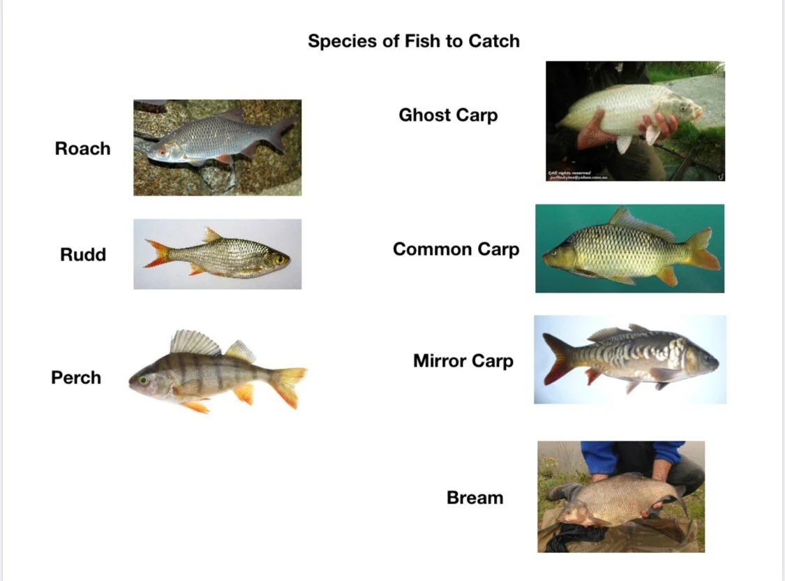 The Old Warren (Cherry Orchard Fish Pond) — Connah's Quay & District ...