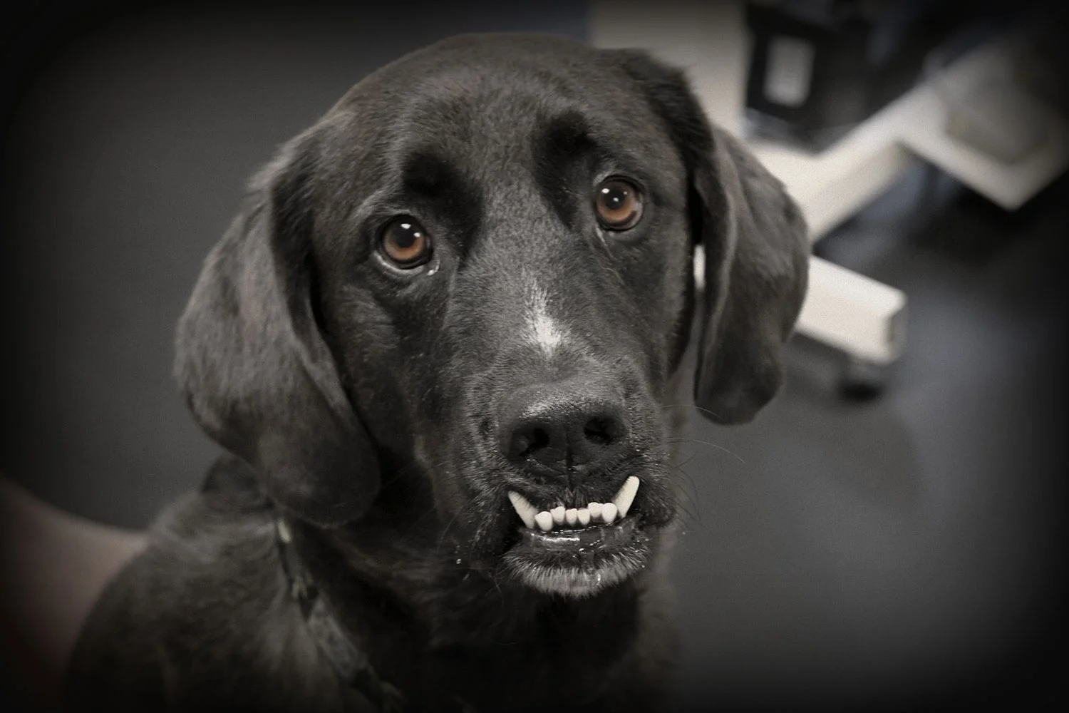 Jen Cortez — Doggie Styles Salon