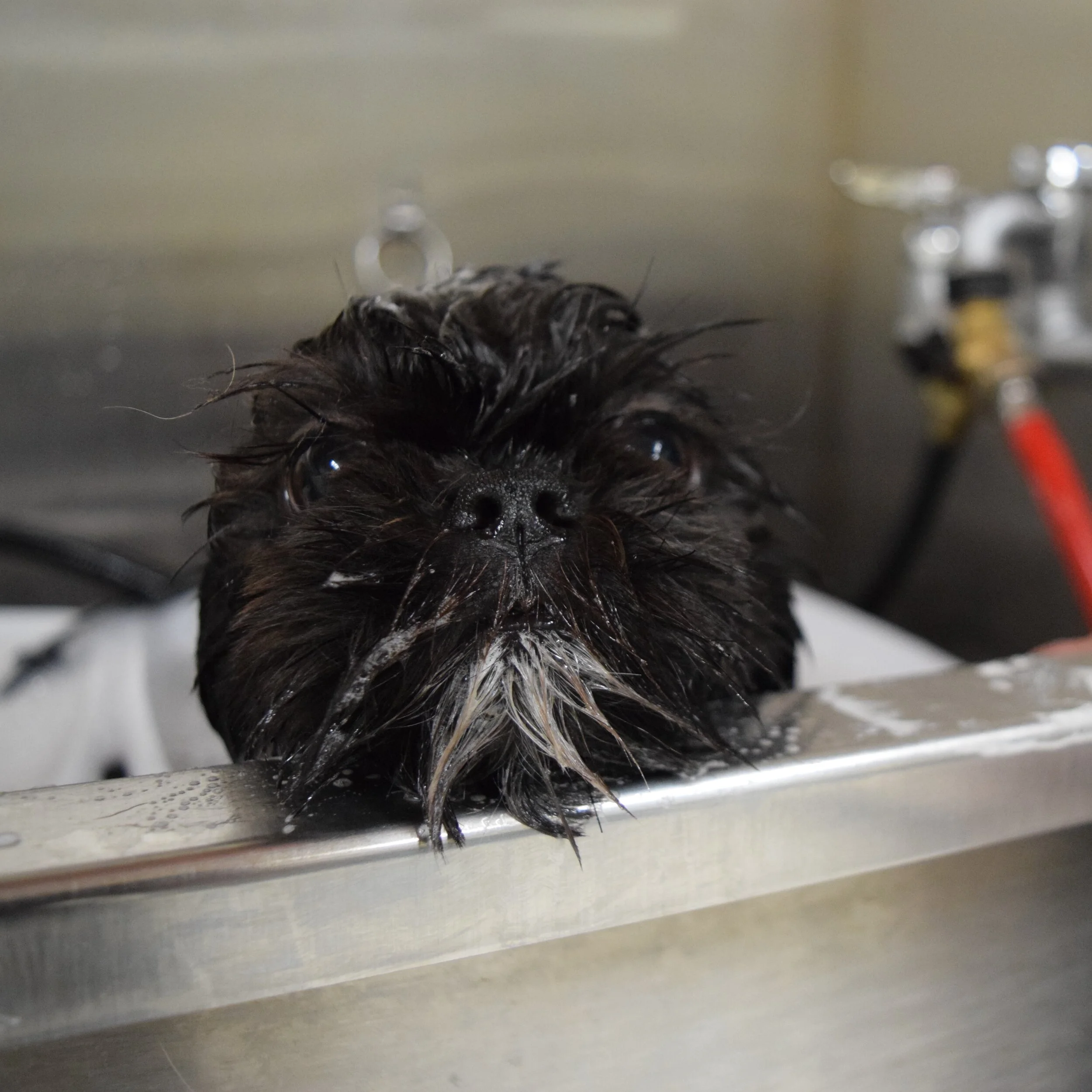 Grooming Services — Doggie Styles Salon Vermont