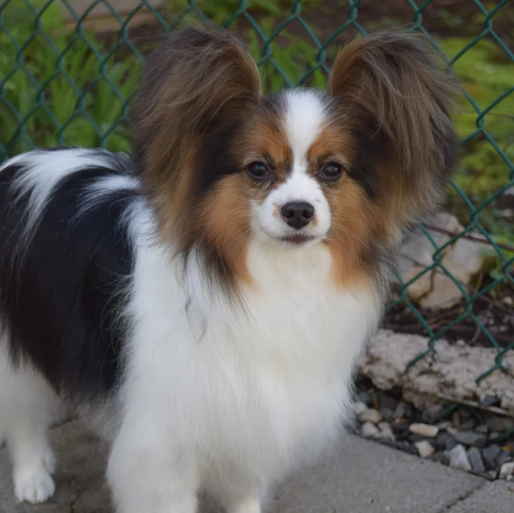 Grooming Services — Doggie Styles Salon