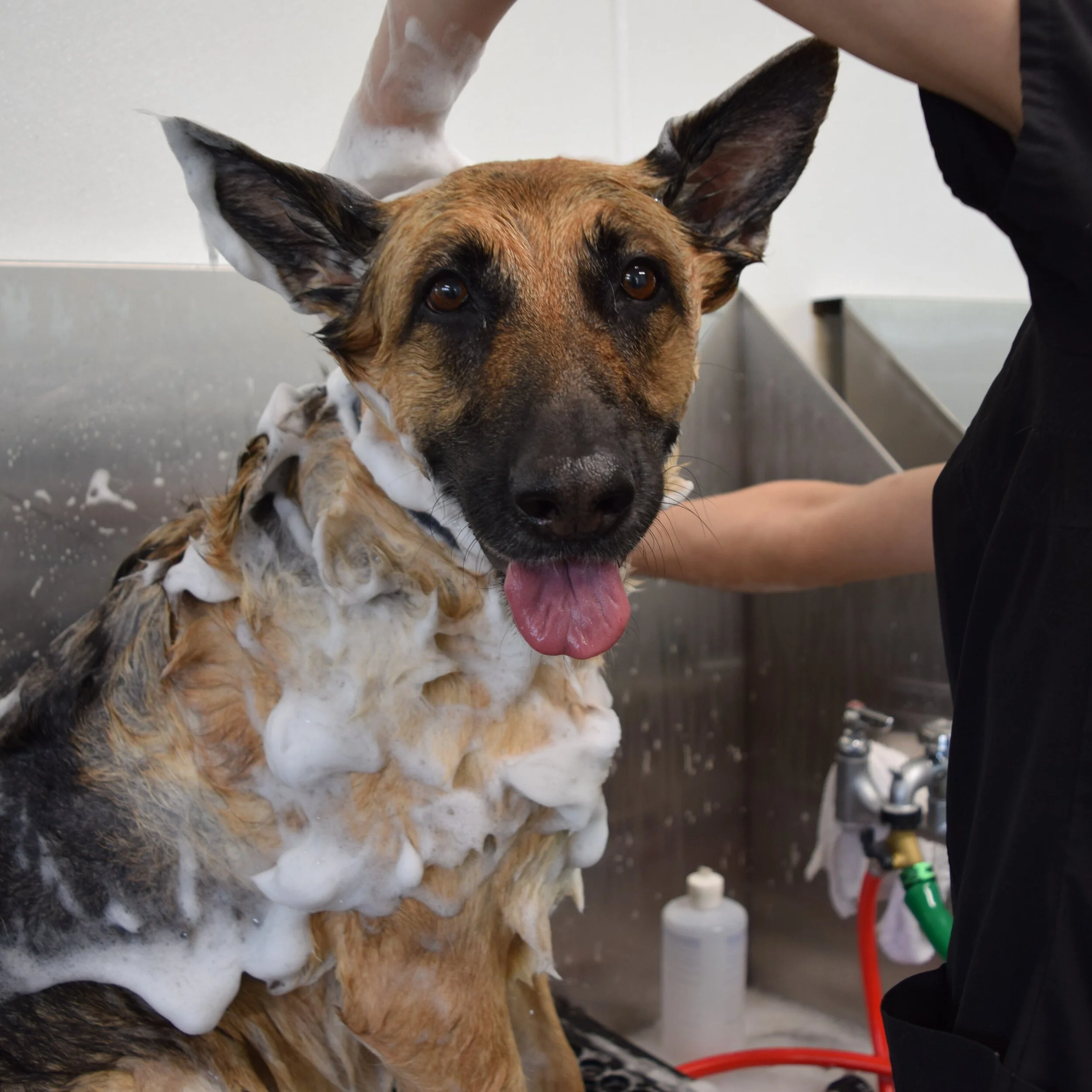 Grooming Services — Doggie Styles Salon