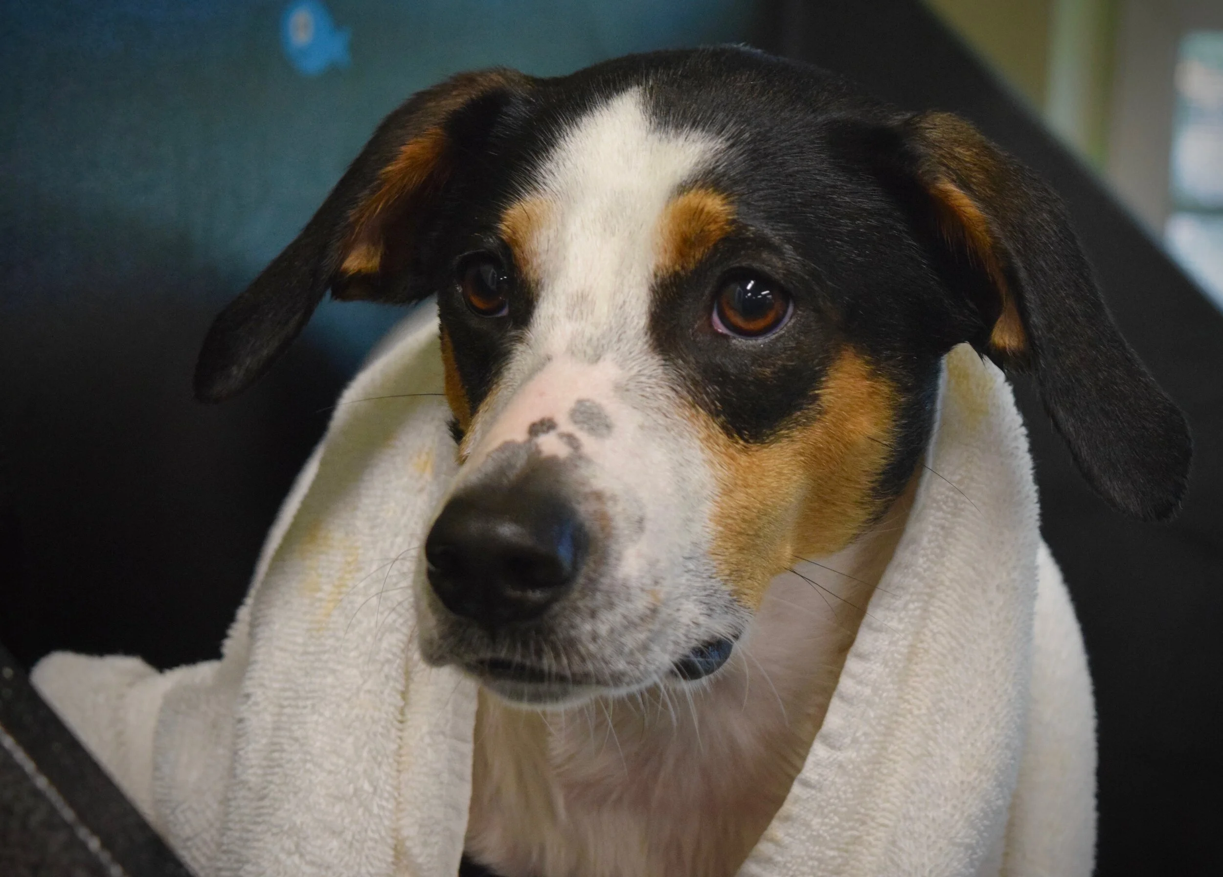 Grooming Services — Doggie Styles Salon Vermont